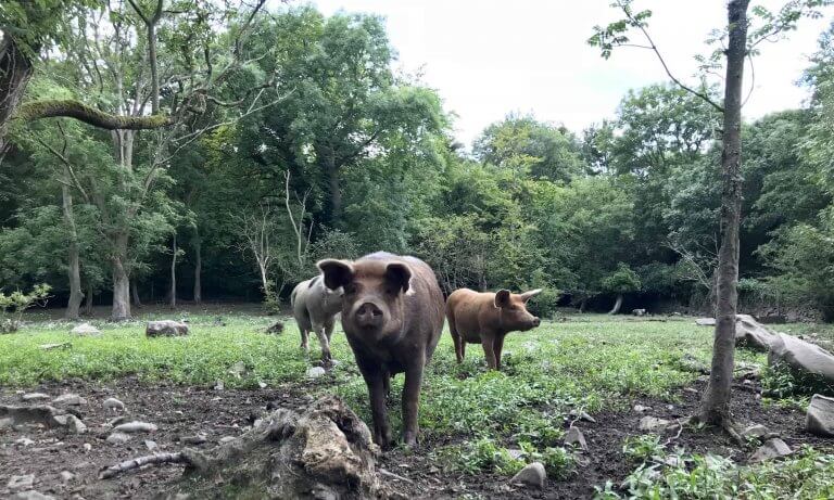 Trottery Goodness Bone Broth Recipe - Belfast Nutritionist | The Food ...